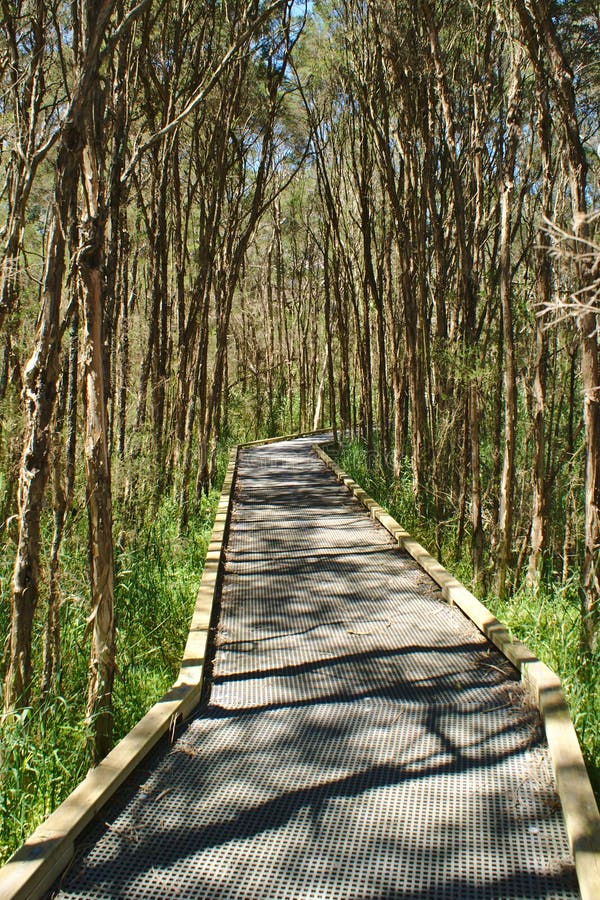 Walking Path in Forest Surrounded with Tall Trees Stock Image - Image ...
