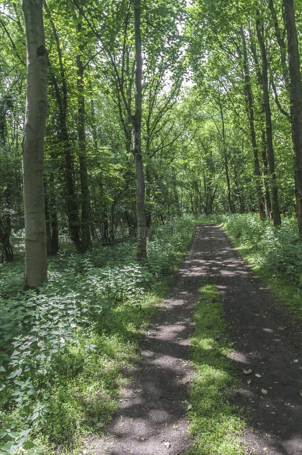 Walking Path in the Forest Surrounded by Trees Stock Photo - Image of ...
