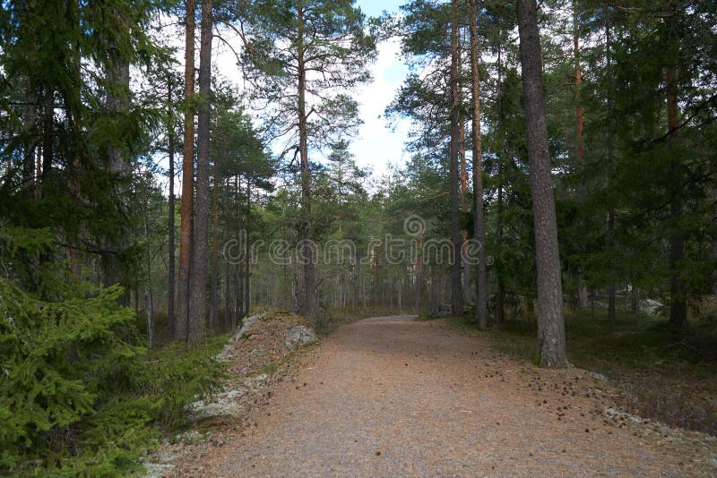 Walking Path in a Forest with Tall Pine Trees Stock Image - Image of ...