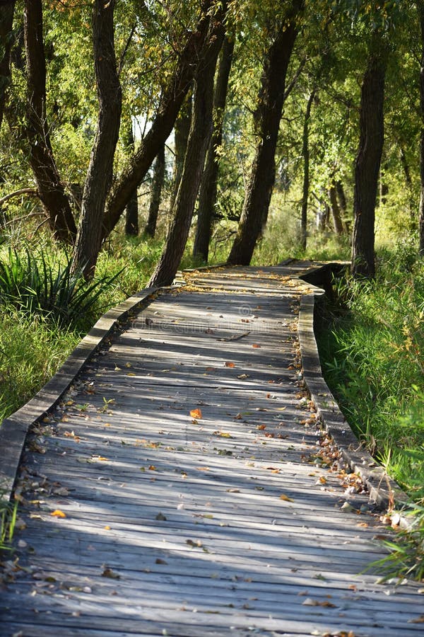 Walkway into the trees stock photo. Image of hike, trees - 100306812
