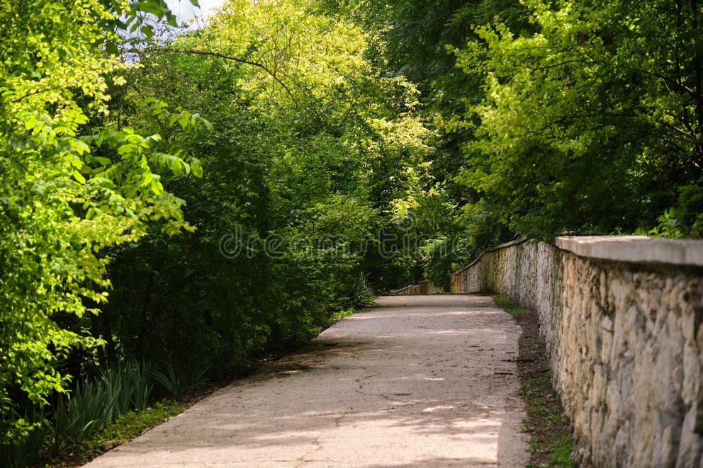 Walking Path in the Green Forest Stock Photo - Image of hiking, park ...