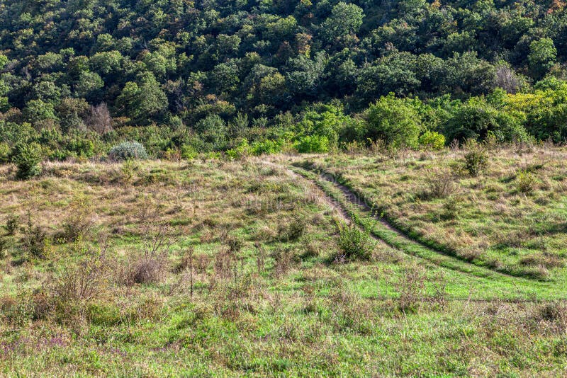 Walking Path at Green Nature Stock Image - Image of landscape, plant ...
