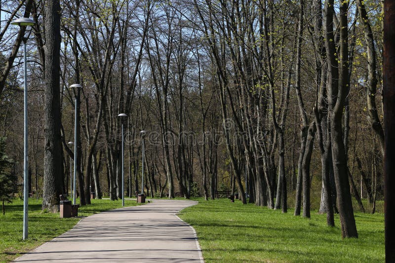 Walking Path between High Trees in City Park Stock Photo - Image of ...