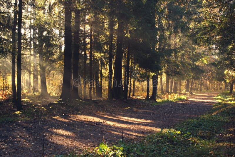 Walking Path Illuminated by Bright Sunshine through Large Spruces Stock ...