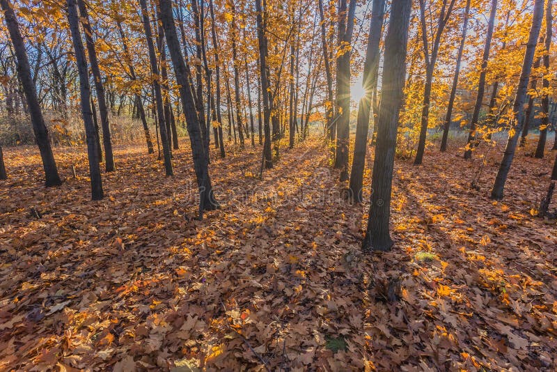 Walking Path in the Lake Side, Autumn Stock Photo - Image of brown ...