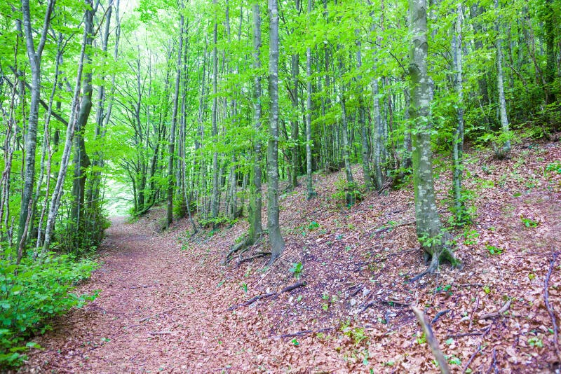 Walking Path through Leaf Covered Ground Under Forest Beech Tree Stock ...