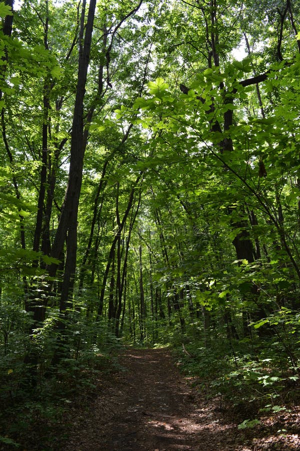 Walking Path through Lush Green Forest Stock Image - Image of beautiful ...