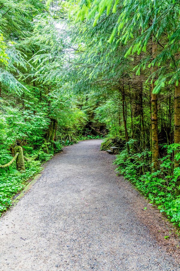 Walking Path through Lush Green Forest Stock Photo - Image of woods ...
