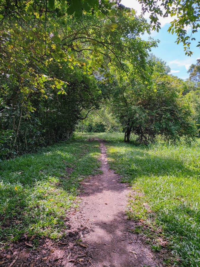 A Walking Path through a Lush Green Forest during a Bright Sunny Day ...