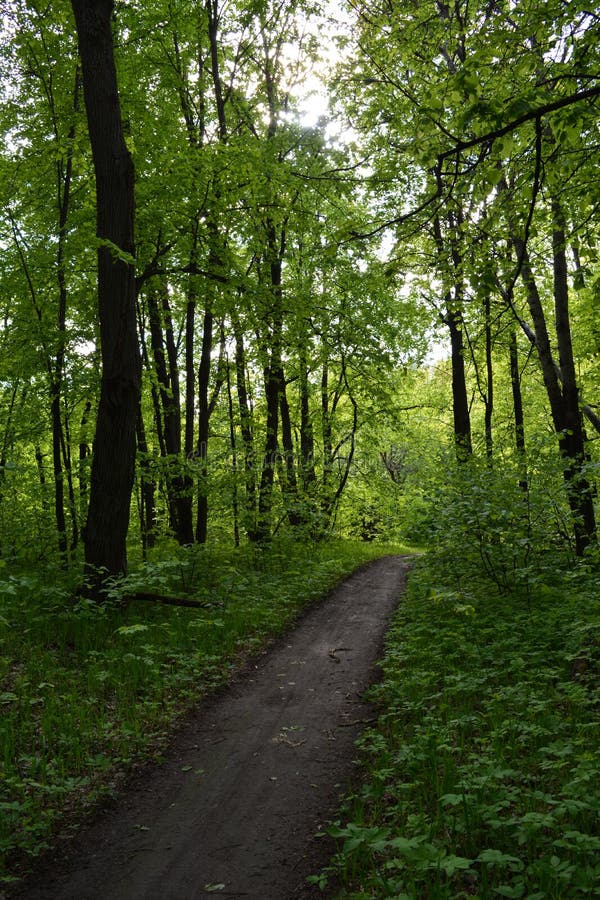 Walking Path in Lush Green Forest in May Stock Image - Image of trunk ...