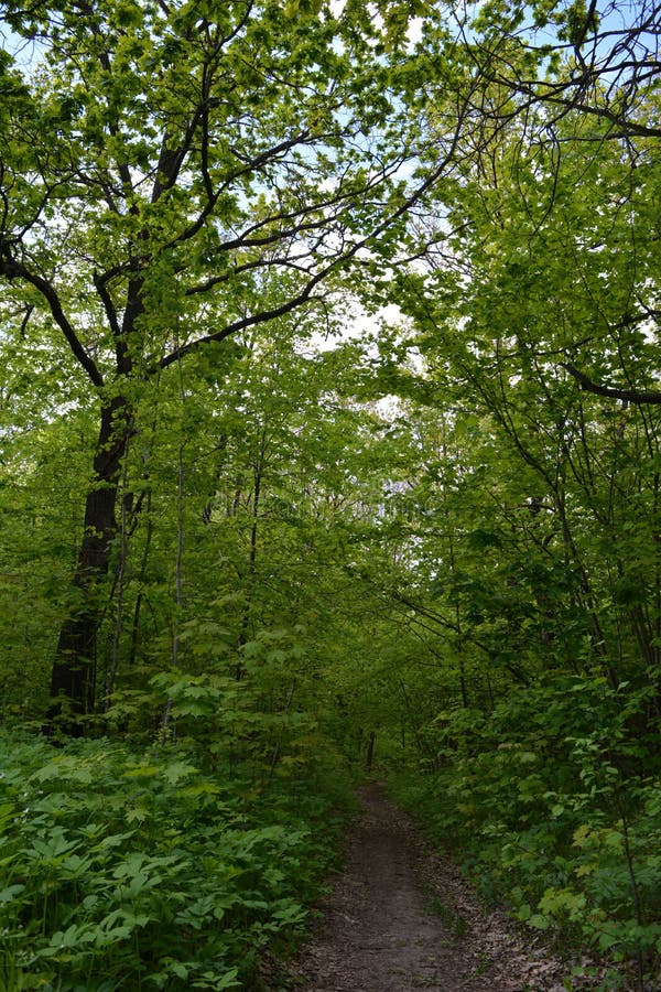 Walking Path through Lush Green Forest in Overcast Day Stock Photo ...