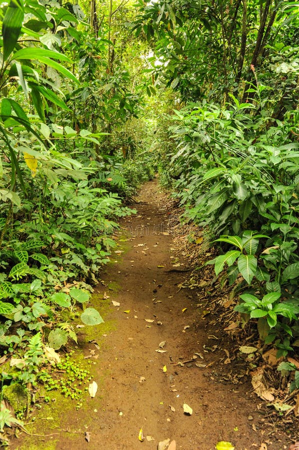 Walking Path through a Lush Tripical Forest Stock Photo - Image of ...