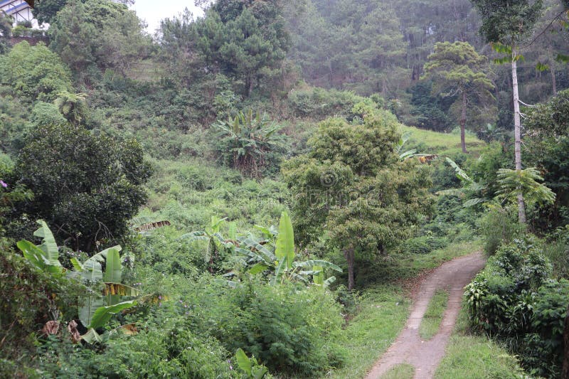 Walking Path in the Middle of Bogor City Forest in the Morning ...