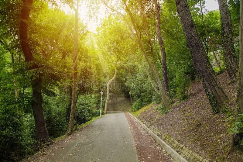 Walking Path through the Middle of the Forest Stock Image - Image of ...