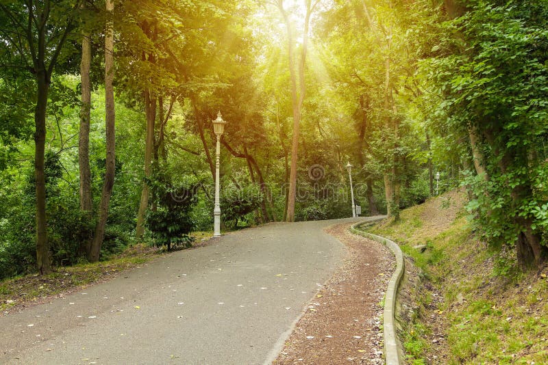 Walking Path through the Middle of the Forest Stock Photo - Image of ...