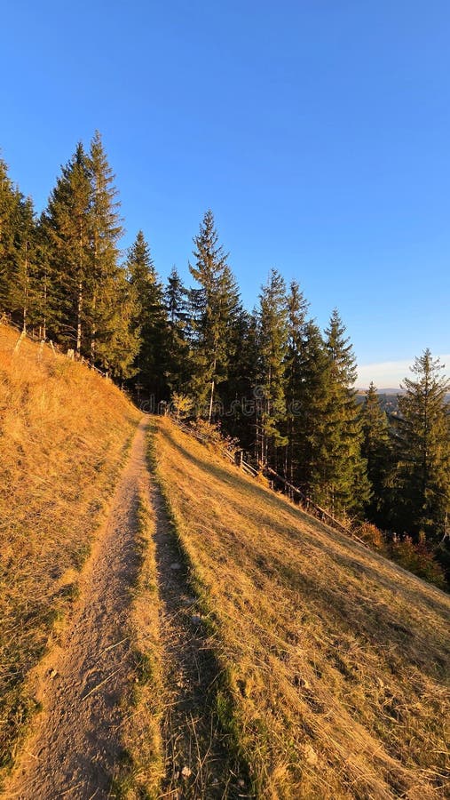 Walking Path on the Mountain Side Meadow Towards Evergreen Forest at ...