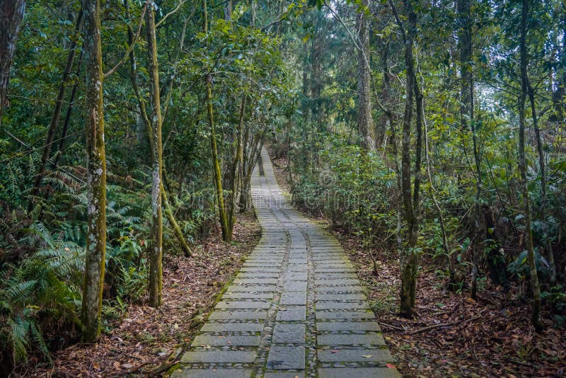 Walking Path in a Natural Mountain Park in Taiwan Stock Photo - Image ...
