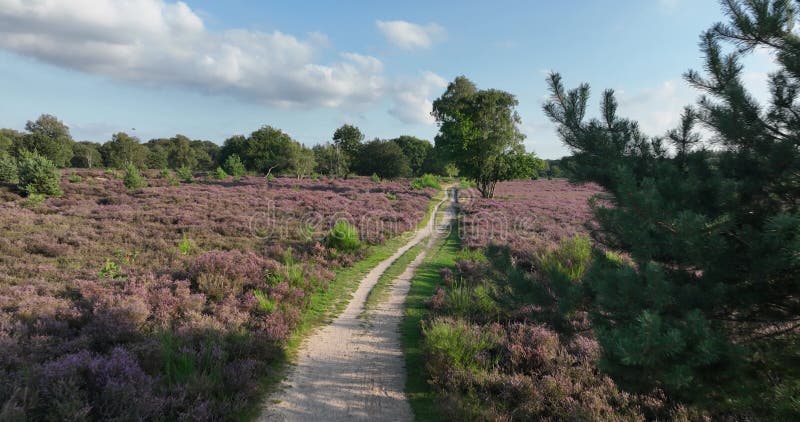 Walking Path through Nature, Pathway. Heather Ground Stock Video ...
