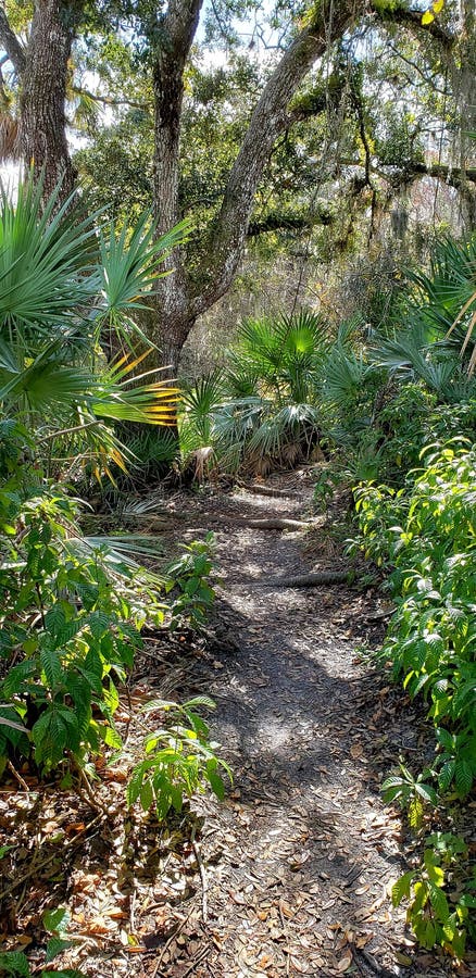 Primitive Trail stock photo. Image of path, preserve - 137138056