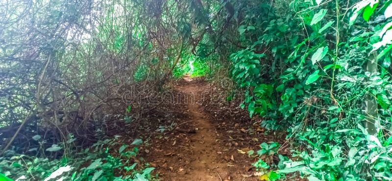 Walking Path Near To River in Kerala Stock Photo - Image of green ...