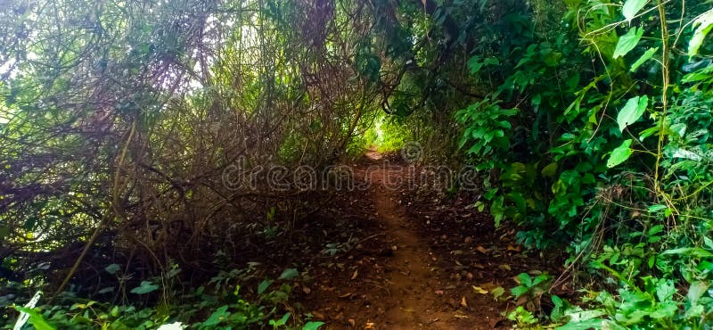 Walking Path Near To River in Kerala Stock Image - Image of landscape ...