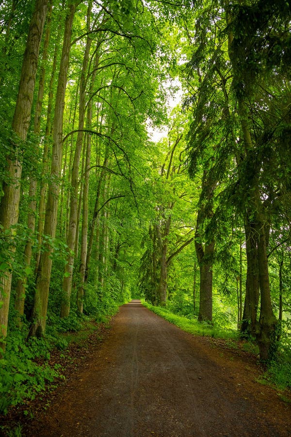 Walking Path in Old Deciduous Forest in Konopiste, Czech Republic Stock ...