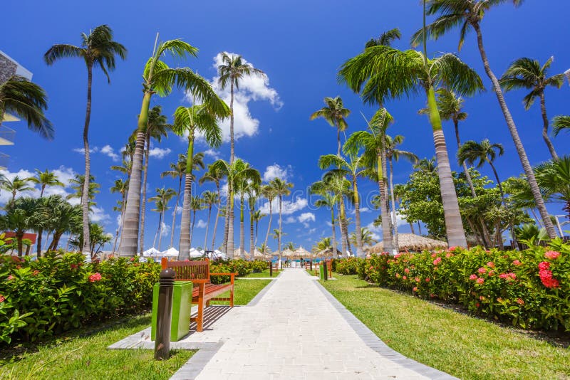 Walking Path With Palm Trees At Tropical Beach Stock Image - Image of ...