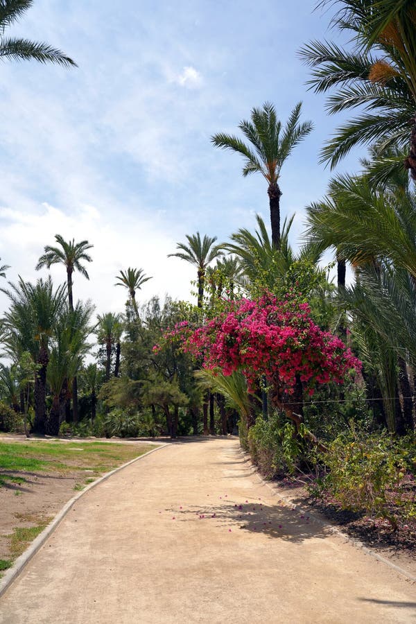 Walking Path among Palm Trees Stock Photo - Image of resort, garden ...