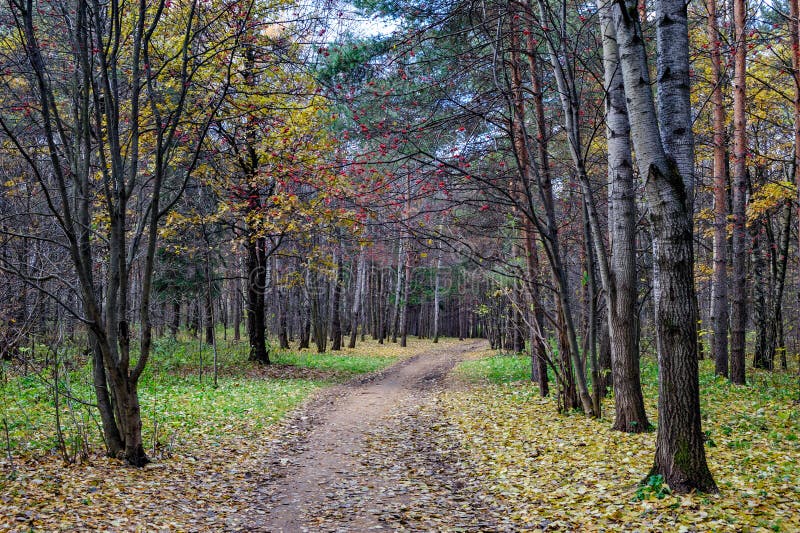 Walking path in park stock image. Image of fall, hike - 26514613