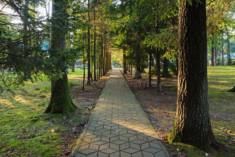 Walking Path in the Park with Coniferous Trees on a Sunny Day. Moss on ...