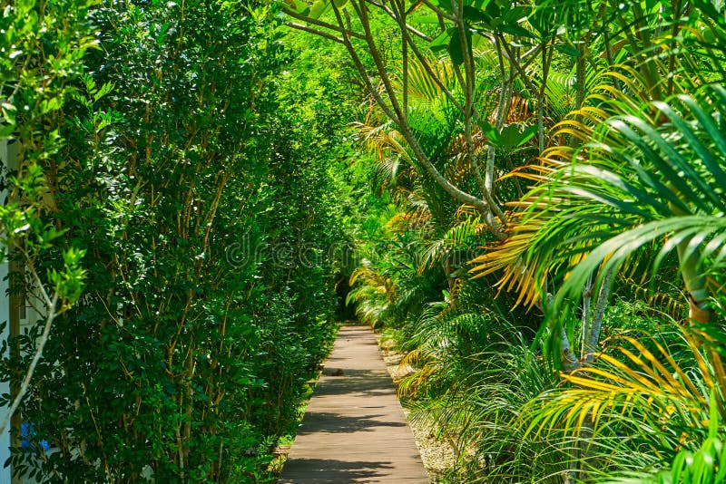 Walking Path in the Park through Dense Green Plants Undergrowth Stock ...