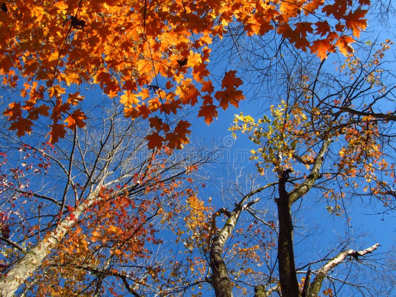 Warm Colors of a Maple Tree Stock Image - Image of tennessee, blue ...