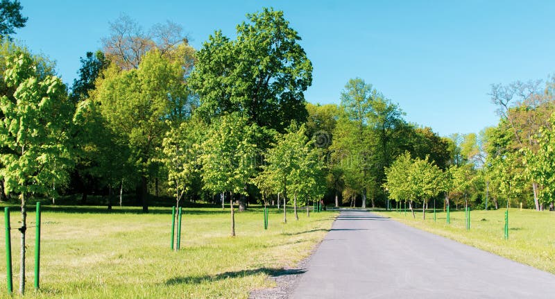 Walking path in the park stock photo. Image of outdoor - 256432768