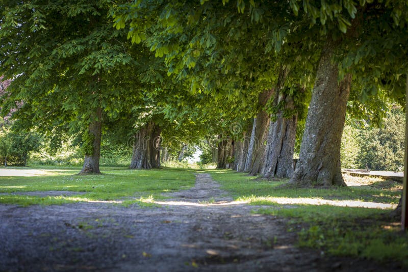 A Walking Path in a Park with Trees Stock Photo - Image of alley ...