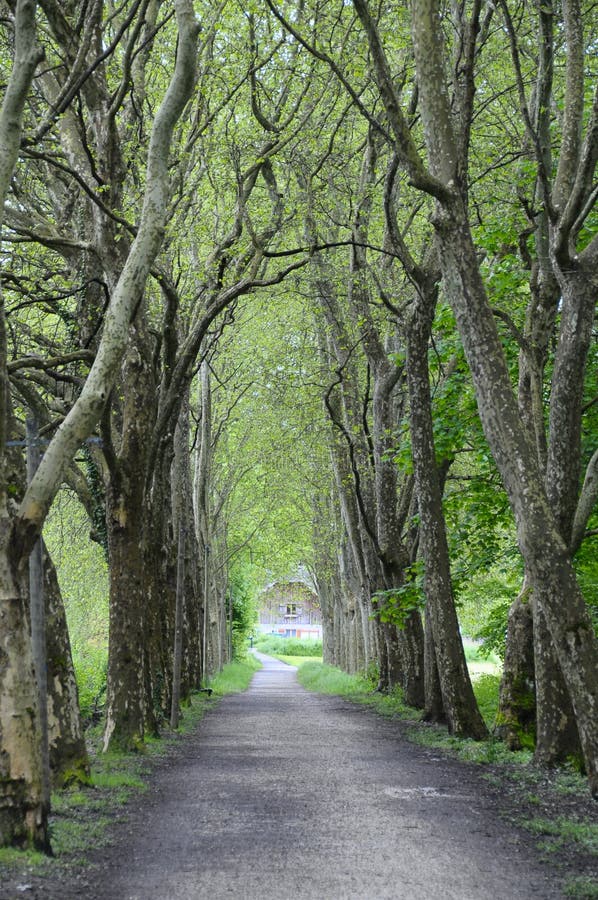 Walking Path Road and Sycamores Tree Stock Photo - Image of road ...