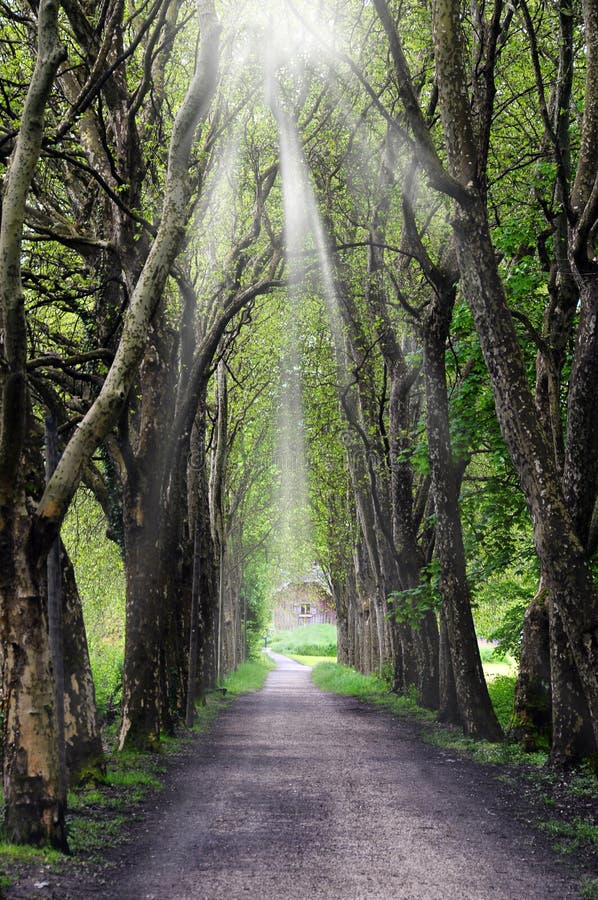 Walking Path Road and Sycamores Tree Stock Image - Image of green ...