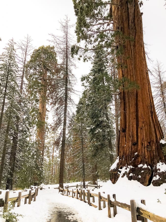 Walking Path through Sequoia Forest Stock Photo - Image of historic ...
