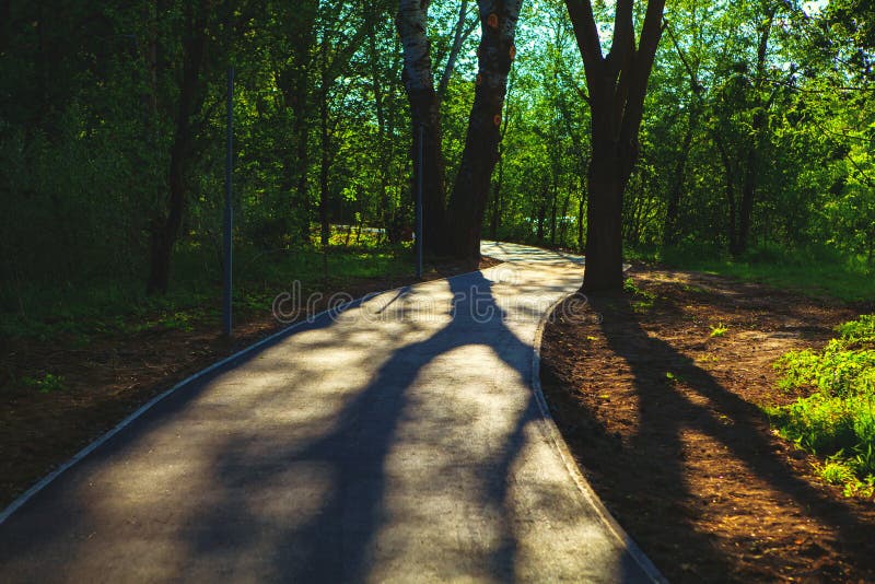 Shadows of the trees stock photo. Image of fall, natural - 185031316