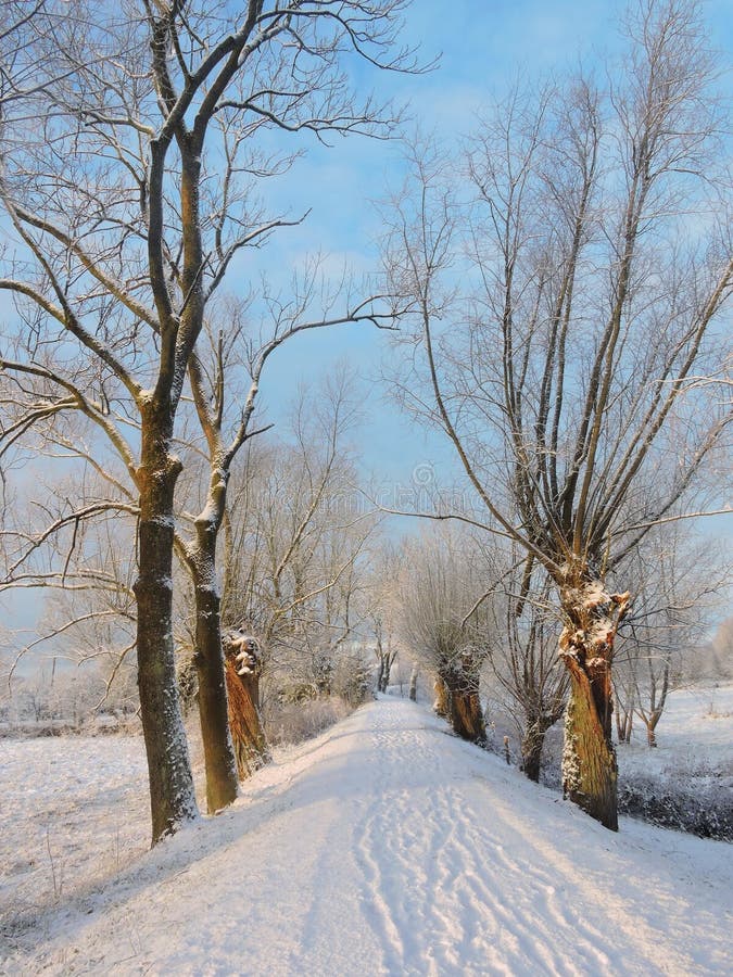 Walking Path and Snowy Winter Trees Stock Photo - Image of beautiful ...