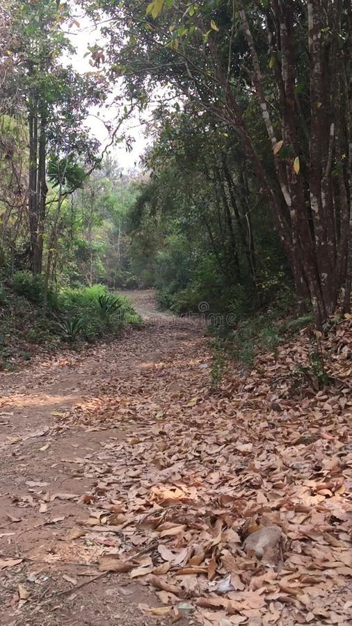 A Walking Path with the Sound of Nature and Falling Leaves Stock Video ...