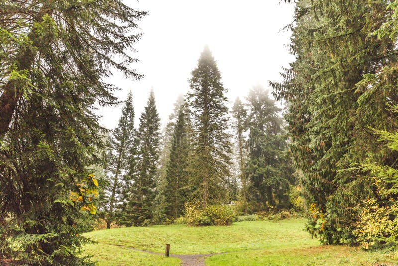 Path Splitting Woods Stock Photos - Free & Royalty-Free Stock Photos ...