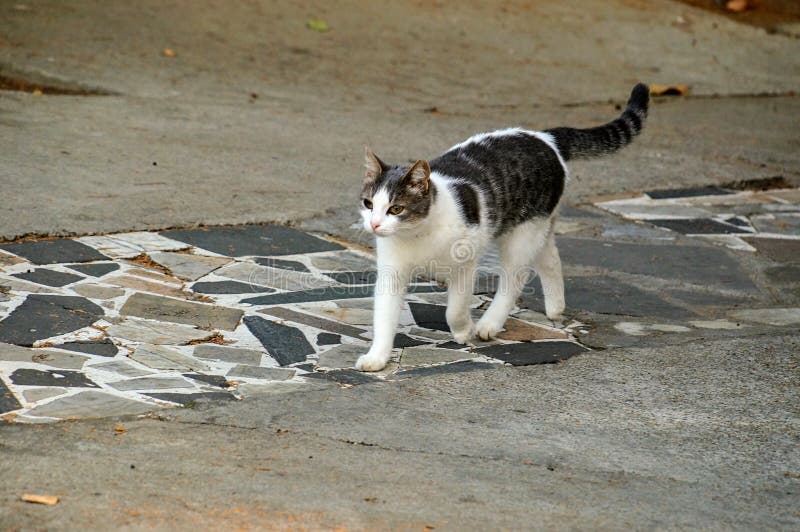 Walking the path stock image. Image of spotted, walking - 200075121