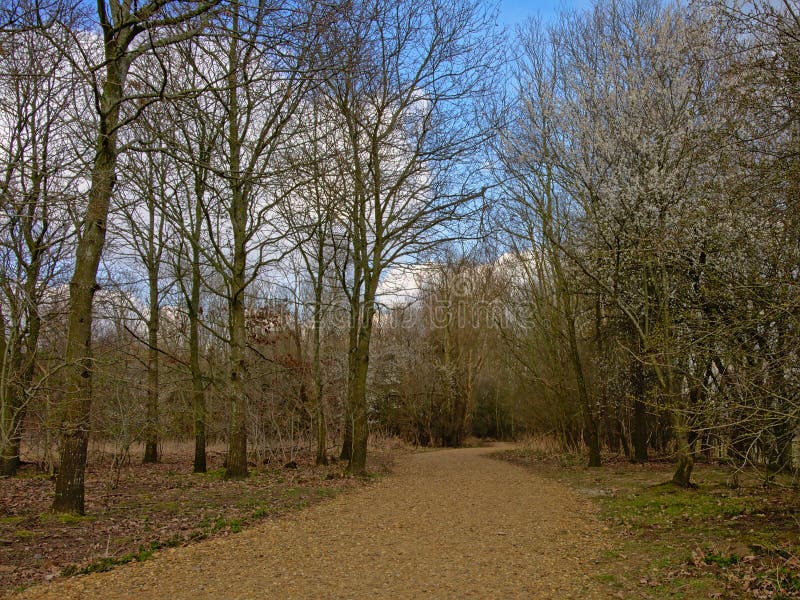 Walking Path through a Spring Forest Stock Image - Image of ecosystem ...