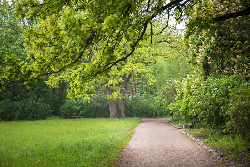 The Path In The Spring Park. After The Rain. Stock Photo - Image of ...