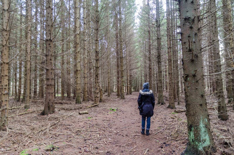 Walking on a Path in a Spruce Tree Plantation Stock Photo - Image of ...