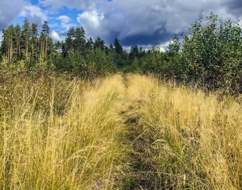 Walking Path in Tall Bright Yellow Grass Stock Image - Image of autumn ...
