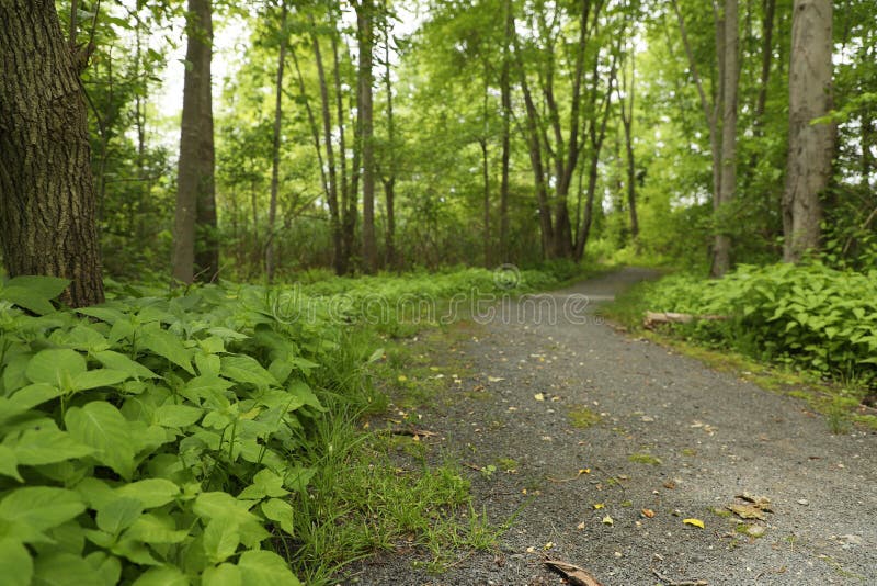 Walking Path with Tall Trees Stock Image - Image of photograph, pattern ...