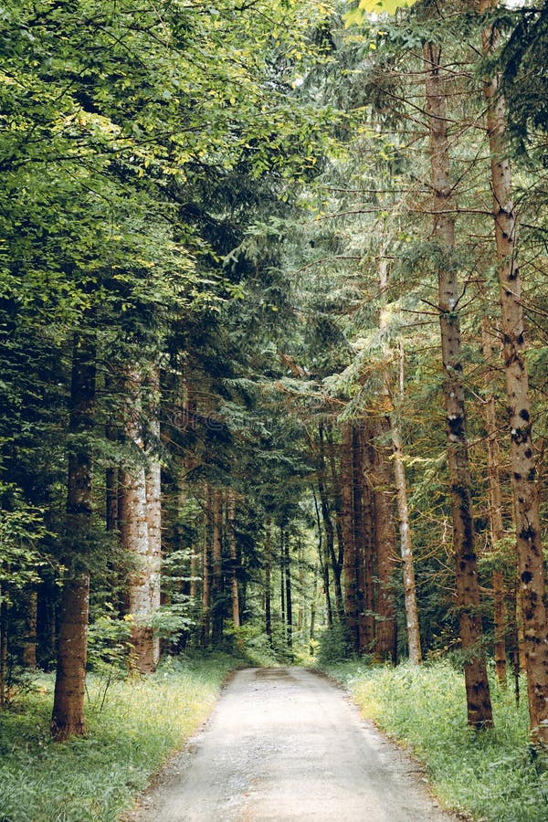 A Walking Path or Trail in a Pine Forest, No People Stock Photo - Image ...