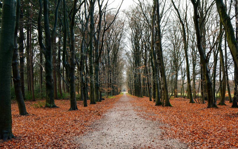 Walking Path between Trees Ant Leaves in Autumn Stock Photo - Image of ...