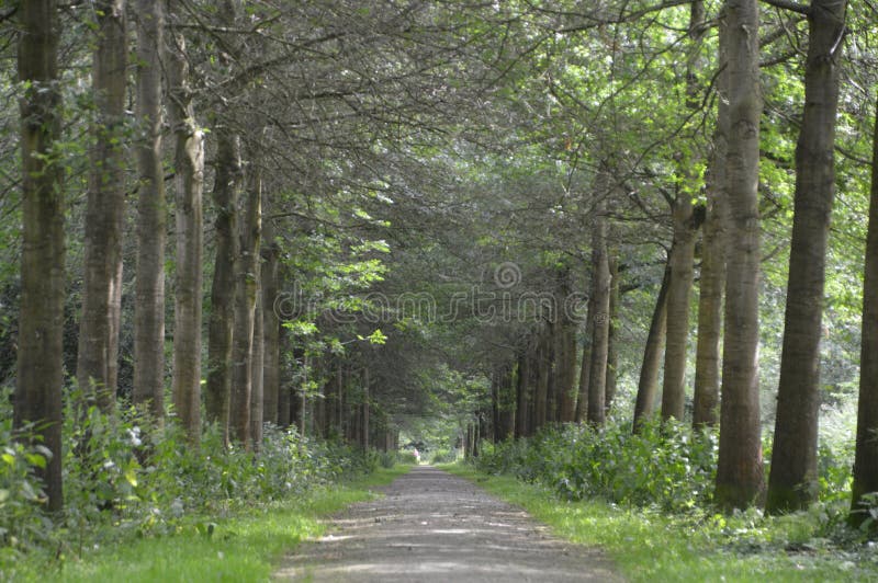 Walking Path with Trees stock photo. Image of trail, biome - 95398324